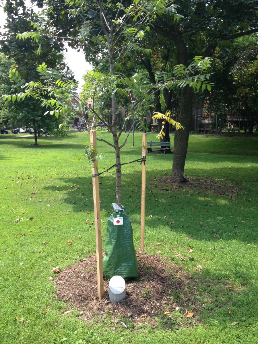Who was Gordon McClure? Now we know! | Friends of Roxton Road Parks